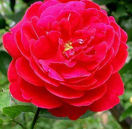 Roses | Decor Gardenworld