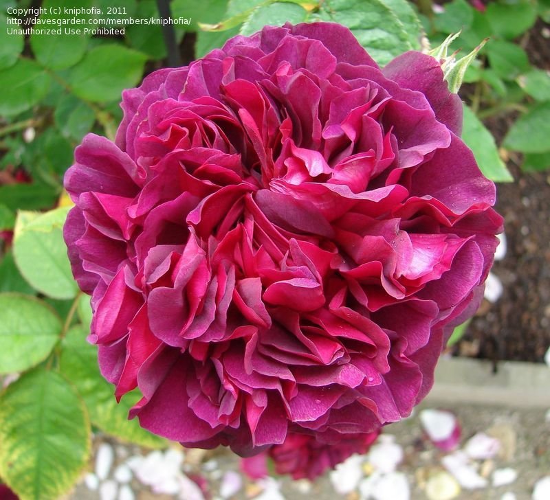 English Roses | Decor Gardenworld