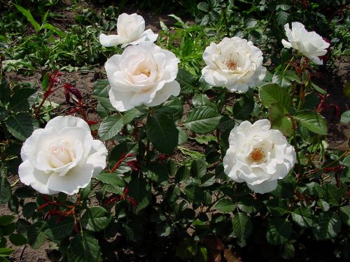 Top Bush Roses | Decor Gardenworld