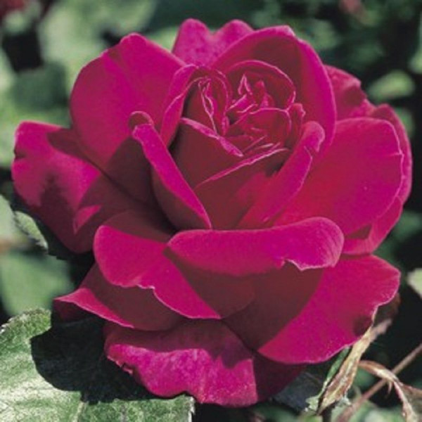 Top Bush Roses | Decor Gardenworld