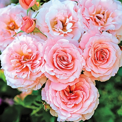 Top Bush Roses | Decor Gardenworld