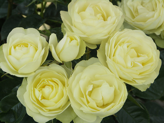 Top Bush Roses | Decor Gardenworld