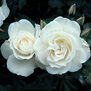 Top Bush Roses | Decor Gardenworld