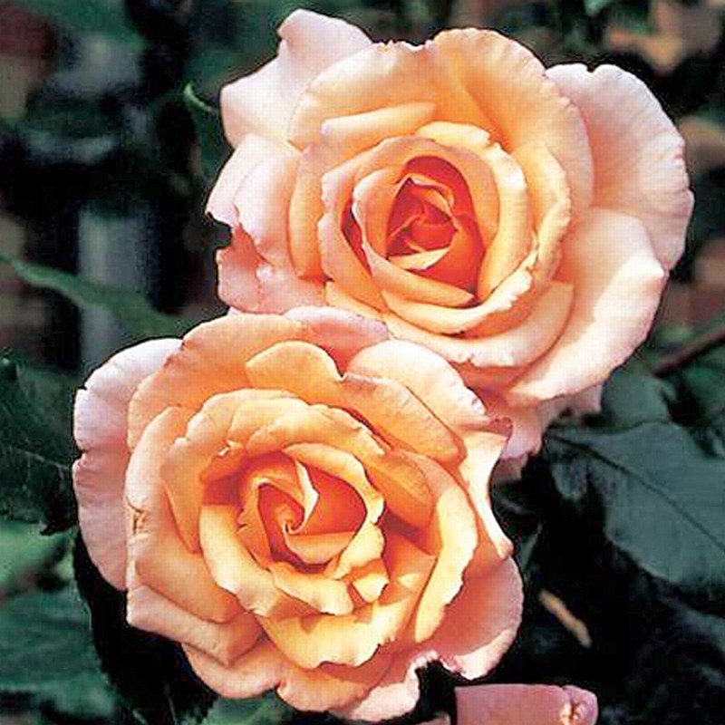 Roses | Decor Gardenworld