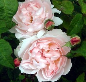 English Roses | Decor Gardenworld
