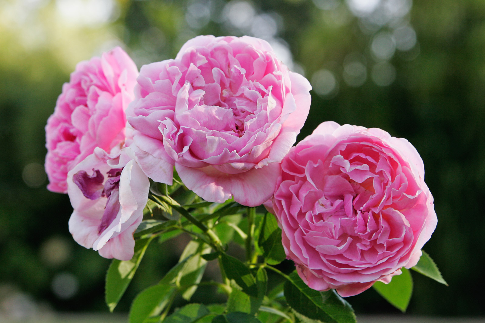 English Roses | Decor Gardenworld