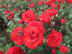 Top Bush Roses | Decor Gardenworld
