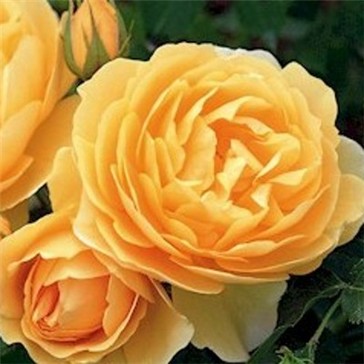 Roses | Decor Gardenworld
