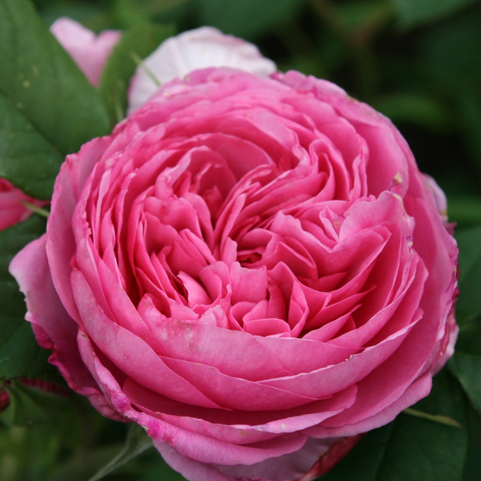 English Roses | Decor Gardenworld