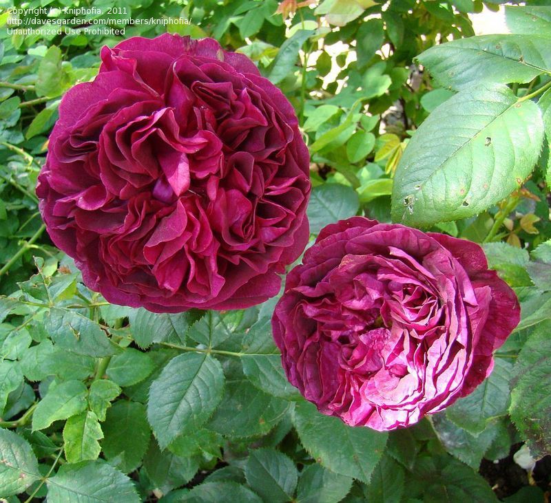 English Roses | Decor Gardenworld