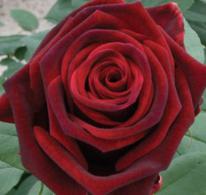 Top Bush Roses | Decor Gardenworld